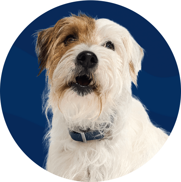 Amazon.com: Dog Supplies: Petco
