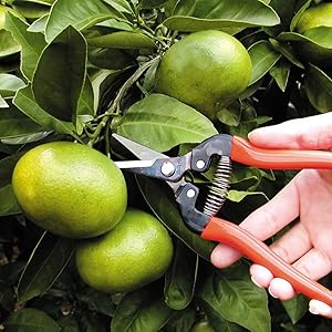 Amazon | アルスコーポレーション 摘果鋏 エクストラロングタイプ(ブリスターパック入) 300LL-BP | ハサミ