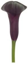 Amazon.com: Schwarzwalder Black Mini Calla Lily - 60 Stems : Patio ...