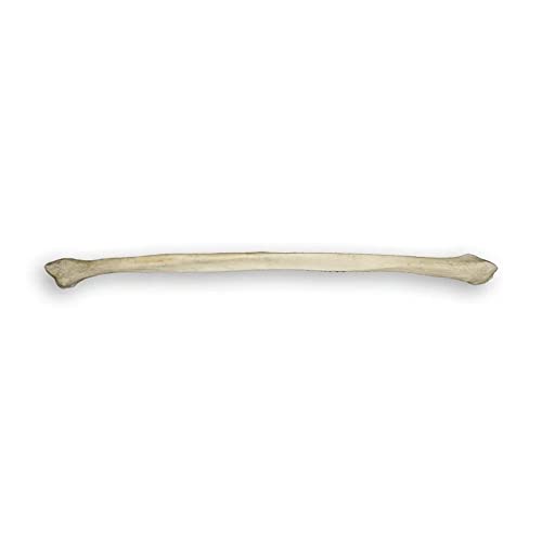 Real Human Bones - Natural Human Finger Bone | Styles Daddy
