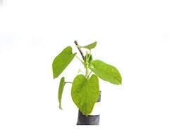 Creative Farmer Live Plant Giloy Plants for Home Garden Giloy, Gulvel ...