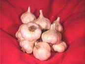 Amazon.com: GARLIC! Organically Grown! Many varieties (Italian Late ...