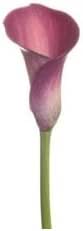 Amazon.com: Dark Captain Romance Hot Pink Mini Calla Lily - 60 Stems ...