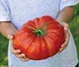 TOMATO - GIGANTOMO F1 - 12 FINEST SEEDS - WORLDS LARGEST BEEFSTEAK ...