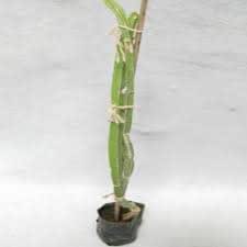 SelfLine | Harjod | Devil’s Backbone | Adamant Creeper | Veldt Grape ...