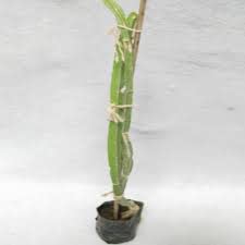 SelfLine | Harjod | Devil’s Backbone | Adamant Creeper | Veldt Grape ...