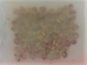 MyHobbyGarden-LFGRN-mountain spinach(chakkotha)-30 seeds : Amazon.in ...