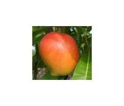 Mphmi Live Plants Nursery Garden Paheri/Pairi Mango Plant - Gujarat ...