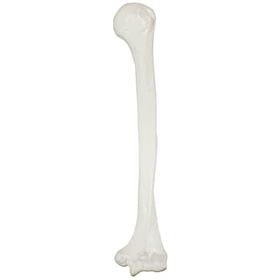 Axis Scientific Left Humerus Bone Model - Detailed Australia | Ubuy