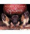 SPIDERS: Seymour Simon: 9780439810791: Amazon.com: Books