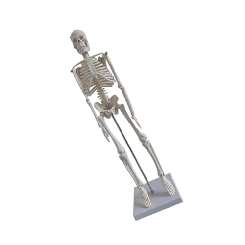 Mobestech Human Skeleton Model Manikin Body Figurine Statue Skeleton ...