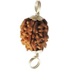 3 Mukhi Original Rudraksha 3 Face Rudraksha with Lab : Amazon.in: Home ...