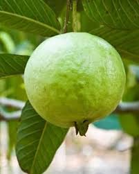 GREEN VOLCANO Grafted Layering Guava VNR Bihi Hybrid Variety : Amazon ...