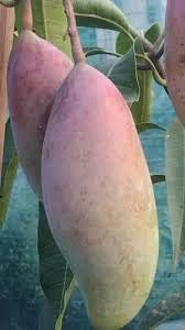 THE GREEN VIEW GARDENS Red Ivory Mango Healthy Fruit Plant For Home ...