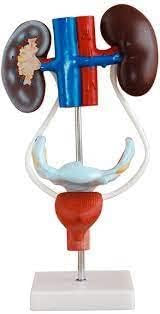 Avishkar Female Urogenital System (AVIS) XC-332 : Amazon.in: Industrial ...