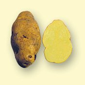 Amazon.com : Yellow Finn Potatoes - 2 lbs. : Gourmet Food : Grocery ...
