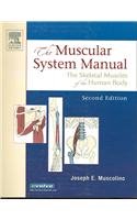 The Muscular System Manual and Kinesiology (Enhanced Version) Texts ...