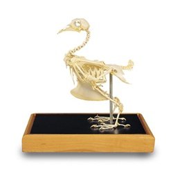 Amazon.com: Anatomical Dove skeleton model (Columba palumbus ...