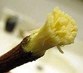 Buy Ayurvedic Organic Herbal Natural Fresh Neem Stick Brushing for ...