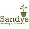 Amazon.com : Sandys Nursery Online Cypress Italian Cupressus ...