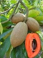 Thai Red Sapota/Chiku Plant - Grafted(1 Plant In poly bag) : Amazon.in ...