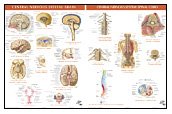 Central Nervous System - Brain & Spinal Cord (Netter Charts) : Netter ...