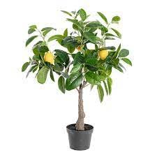 Baramasi lemon plant grafted (Pack of 1) : Amazon.in: Garden & Outdoors