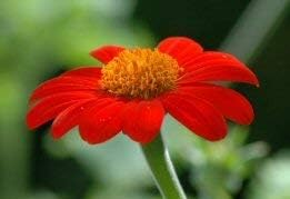 Amazon.com : Tithonia 'Torch' - 50 Seeds, 700 Milligrams - Mexican ...