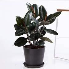 Pack Of-1 Black Rubber Live Plant (Original Variety In Origin India ...