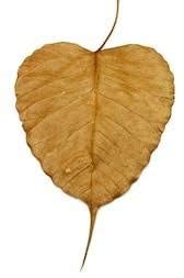 BSD Organics Natural Dried Peepal Leaves/Arasa illai for Skin care ...