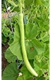 Amazon.com : Cucuzzi (Italian Edible) Gourd Seed, much like summer ...