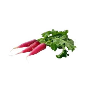 Hybrid Red Radish/Mooli Vegetable Seeds For Home Garden-Pack of 50 ...