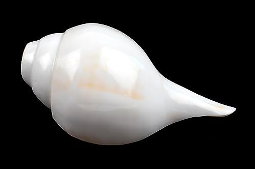 GANGTARANG Vamavarti Shankh (6 Inch Long, 9 Inch Diameter) | Authentic ...