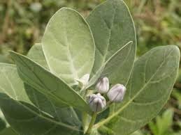 White aak flower plant (Pack of 1) : Amazon.in: Garden & Outdoors