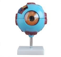 Apex Eye Anatomy Model Multicolor with Stand : Amazon.in: Industrial ...