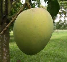 RISHIKA Live Himsagar Mango King Of Mango Fiber Free Live Grafted(1 ...