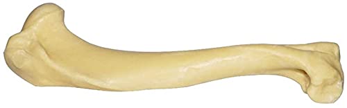 Buy Shu Risiko Body Model Educational Dolls Dog Humerus Model Medical ...