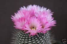 Amazon.com : Notocactus rutilans parodia rare exotic cactus collection ...