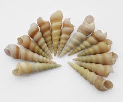 Buy Turritella Duplicata Screw Sea Shell Used for Resin Art, Decoration ...