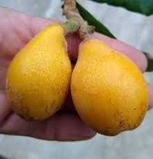 Dichondra 50 Semillas de Frutas de Loquat Superior – Yaxa Colombia