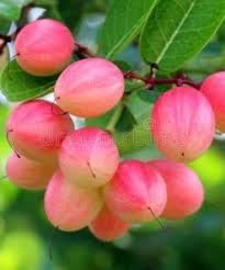 Live karamcha Plant West Bengal Variety (Original Variety Pack Of-1 ...