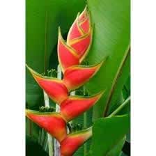 AnmolGarden Bird of Paradise "Strelitzia Reginae" Strelitzia Nicolai ...