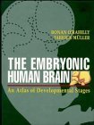 The Embryonic Human Brain: An Atlas of Developmental Stages ...
