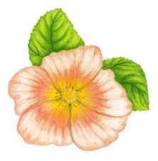 Buy Shrisha Organic Bala (Sida Cordifolia) Extract Powder-200 Gram Pack ...