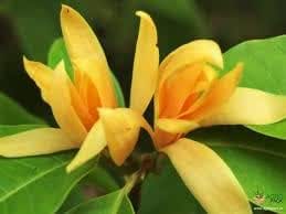 ND PLANT BAZAR Golden Champaca, Swarna Champa (Michelia Champaca ...