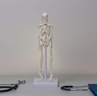 Anatomical Learning Micro Skeleton Model, 21cm Height : Amazon.in ...