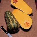 Amazon.com : Winter Squash Barbara Butternut F1 Hybrid â€"Vegetable ...