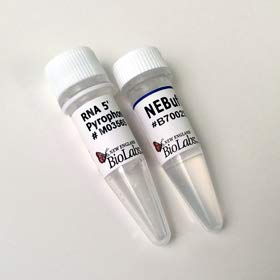 Amazon.com: RNA 5’ Pyrophosphohydrolase (RppH) - 200 Units : Industrial ...