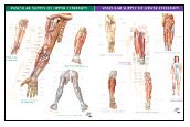 AND Vascular Supply of Lower Extremity (Netter Charts) : Netter, Frank ...