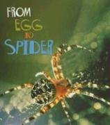 From Egg to Spider (How Living Things Grow): Ganeri, Anita ...